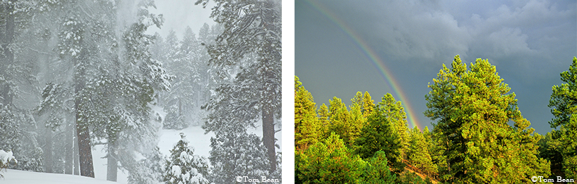 Flagstaff Gardening Climate